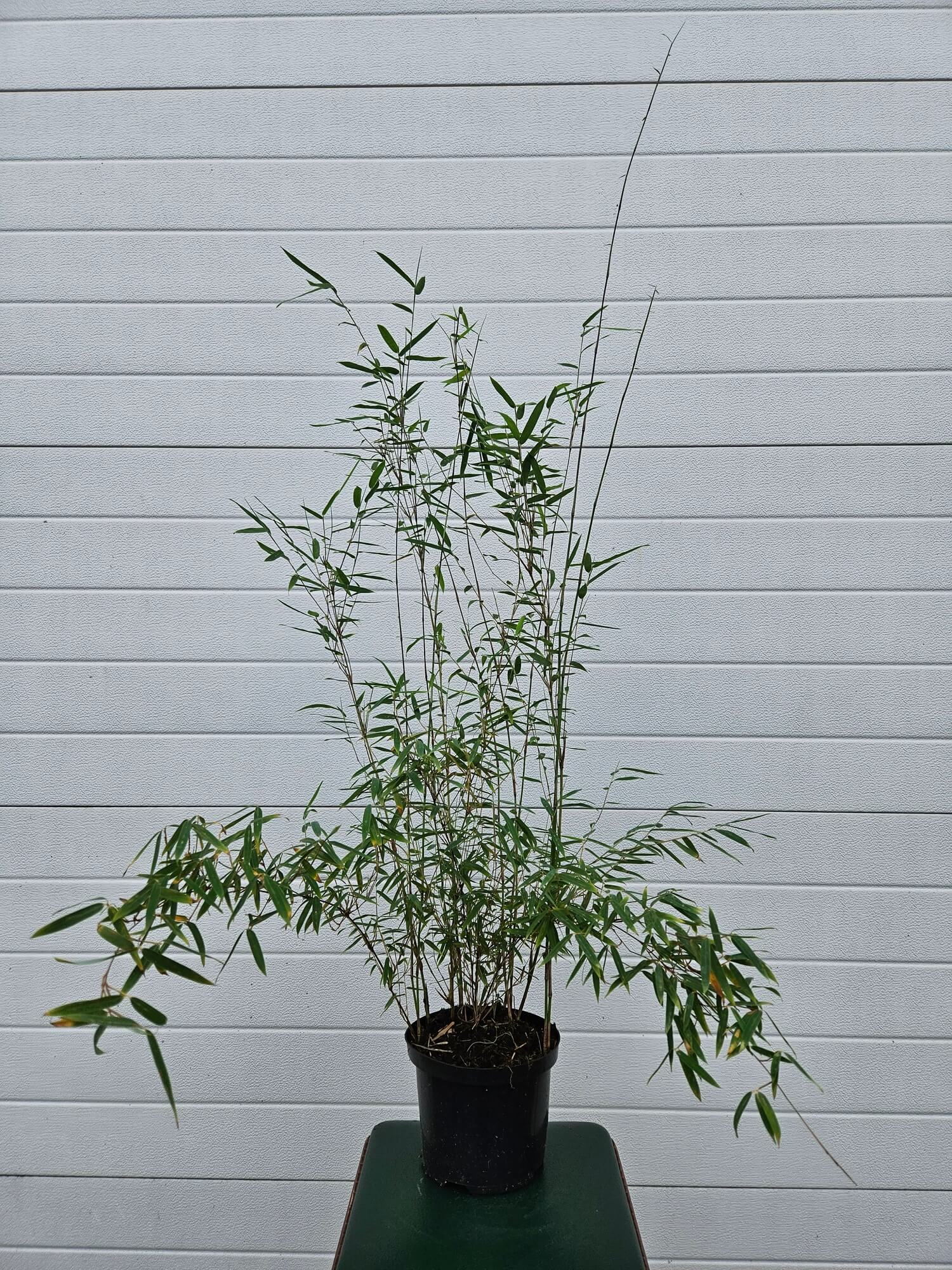 Fargesia Jiuzhaigou 1 – 2.5L – 75+ cm - Bamboe Direct