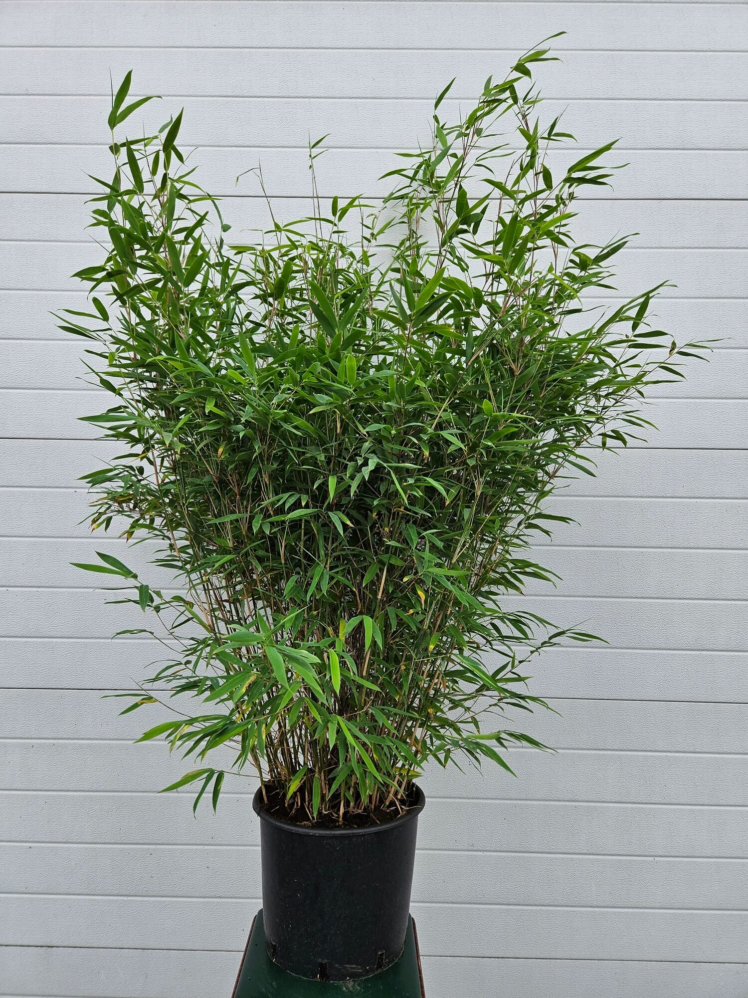 Fargesia Nitida Winter Joy – 15L – 125+ cm - Bamboe Direct